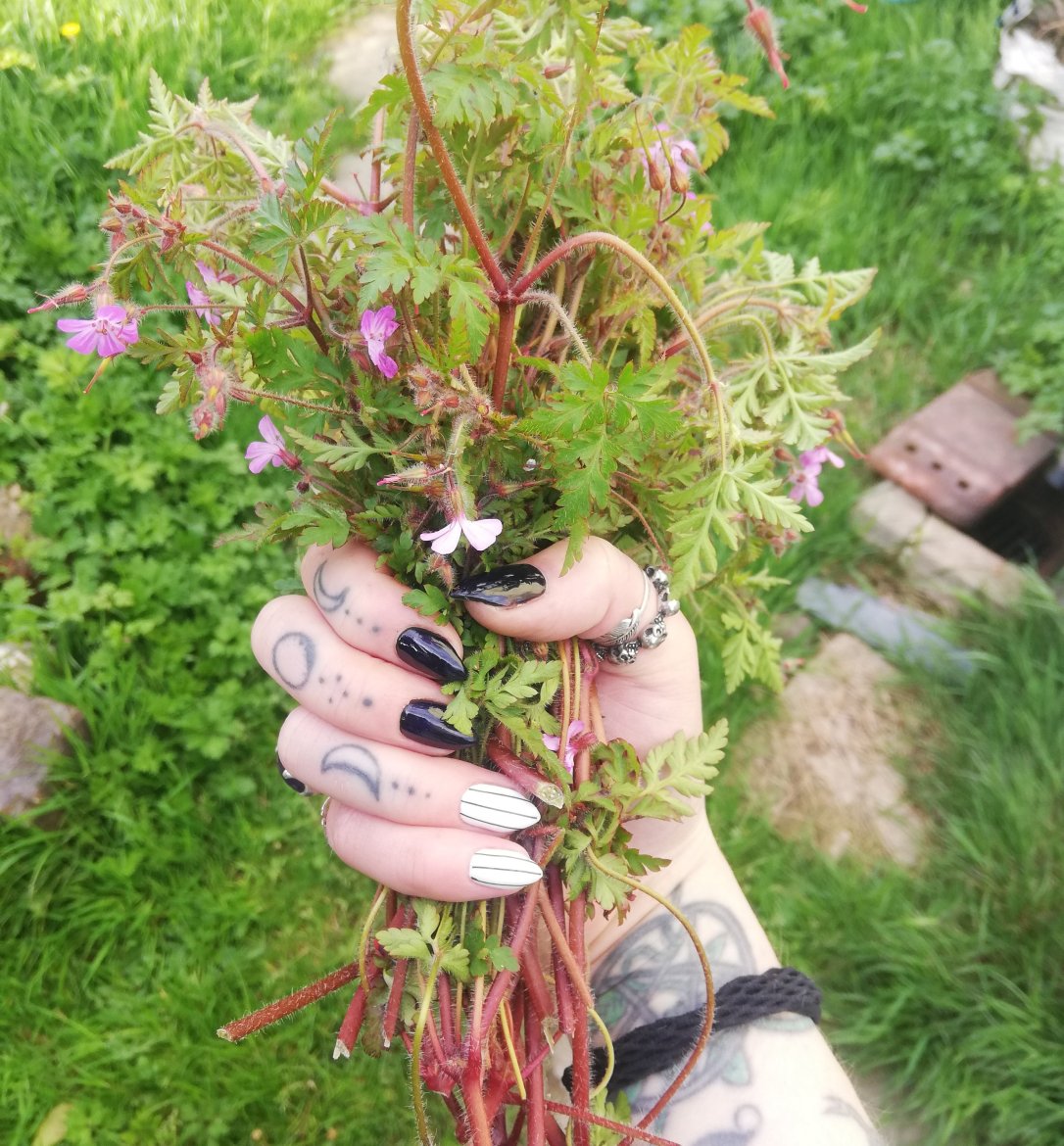 Herb Robert *Geranium Robertianum* – The Life,Musings and Experiences ...