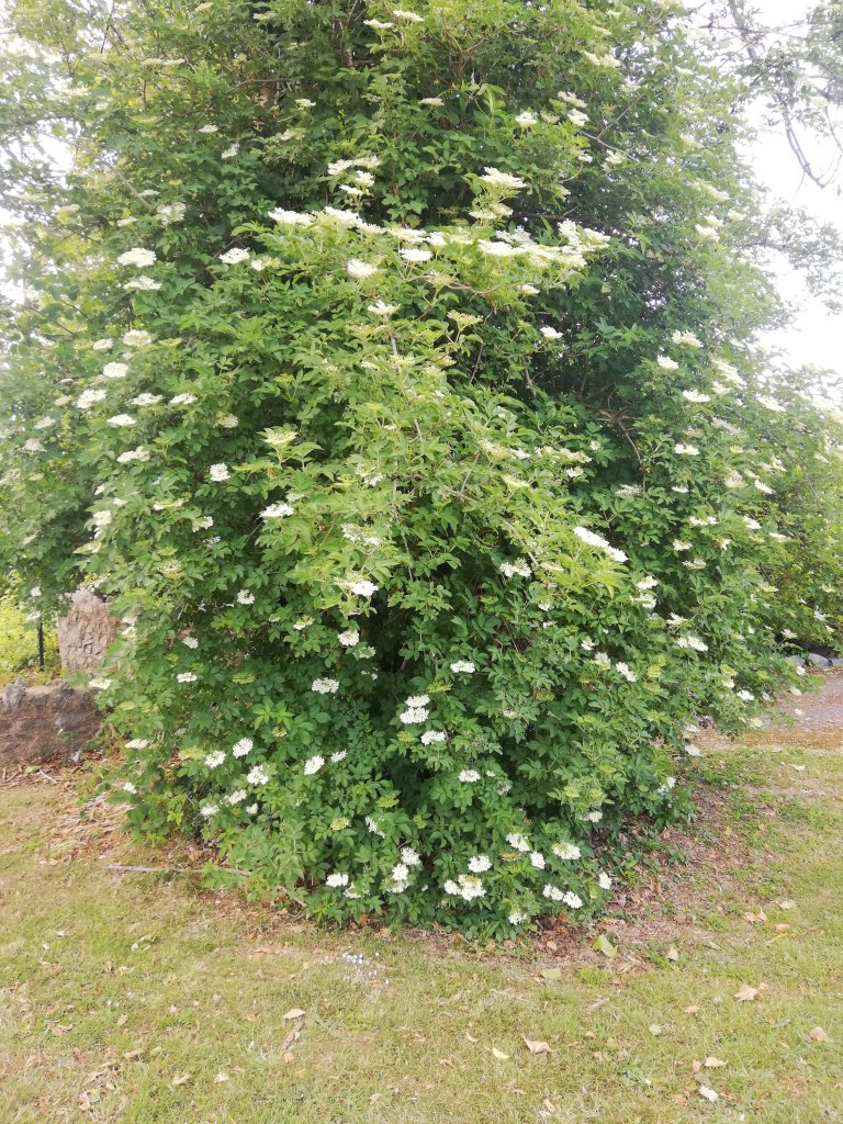 Elder *Sambucus nigra* specifically Elderflower – The Life,Musings and ...