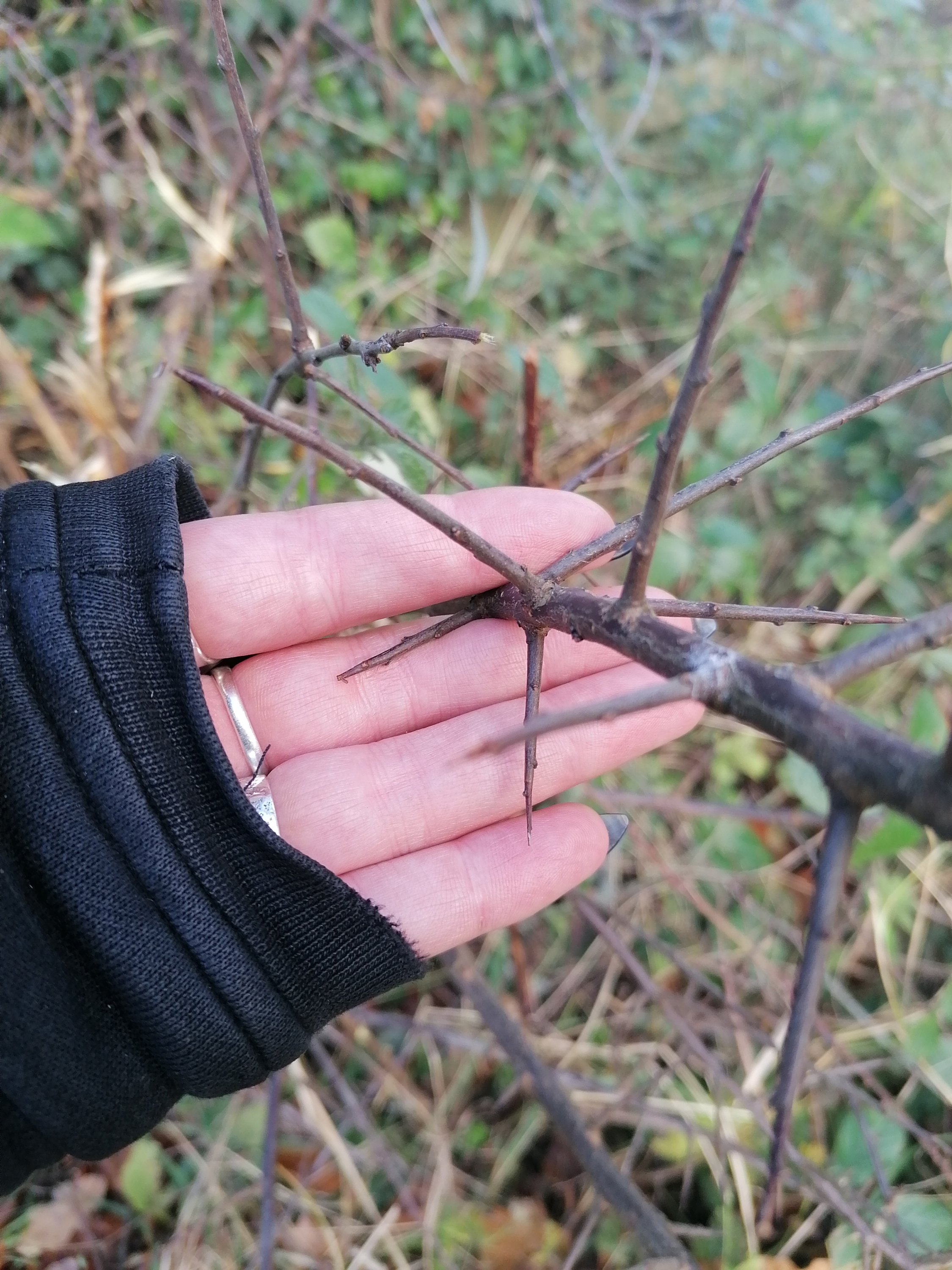 Blackthorn *Prunus Spinosa* – The Life,Musings and Experiences of a ...